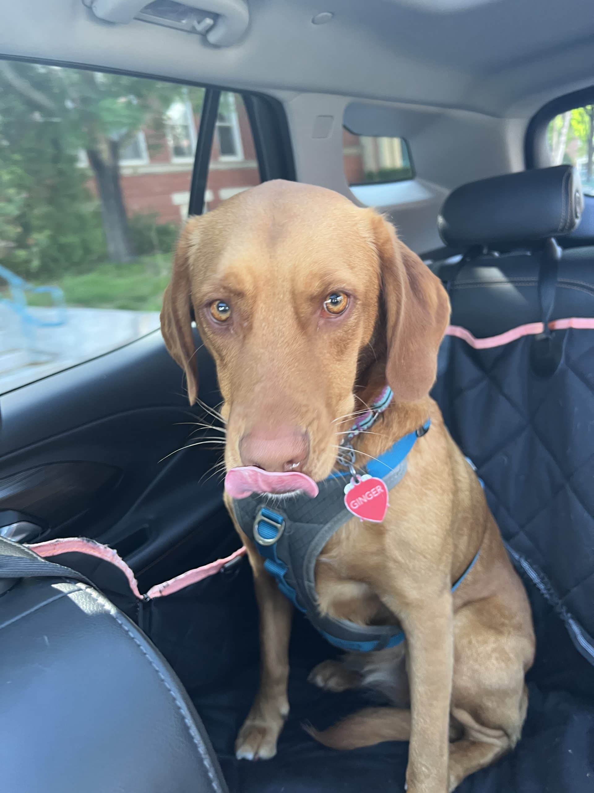 Best Dog Walker - Wag n Wheels -Reliable & Experienced
